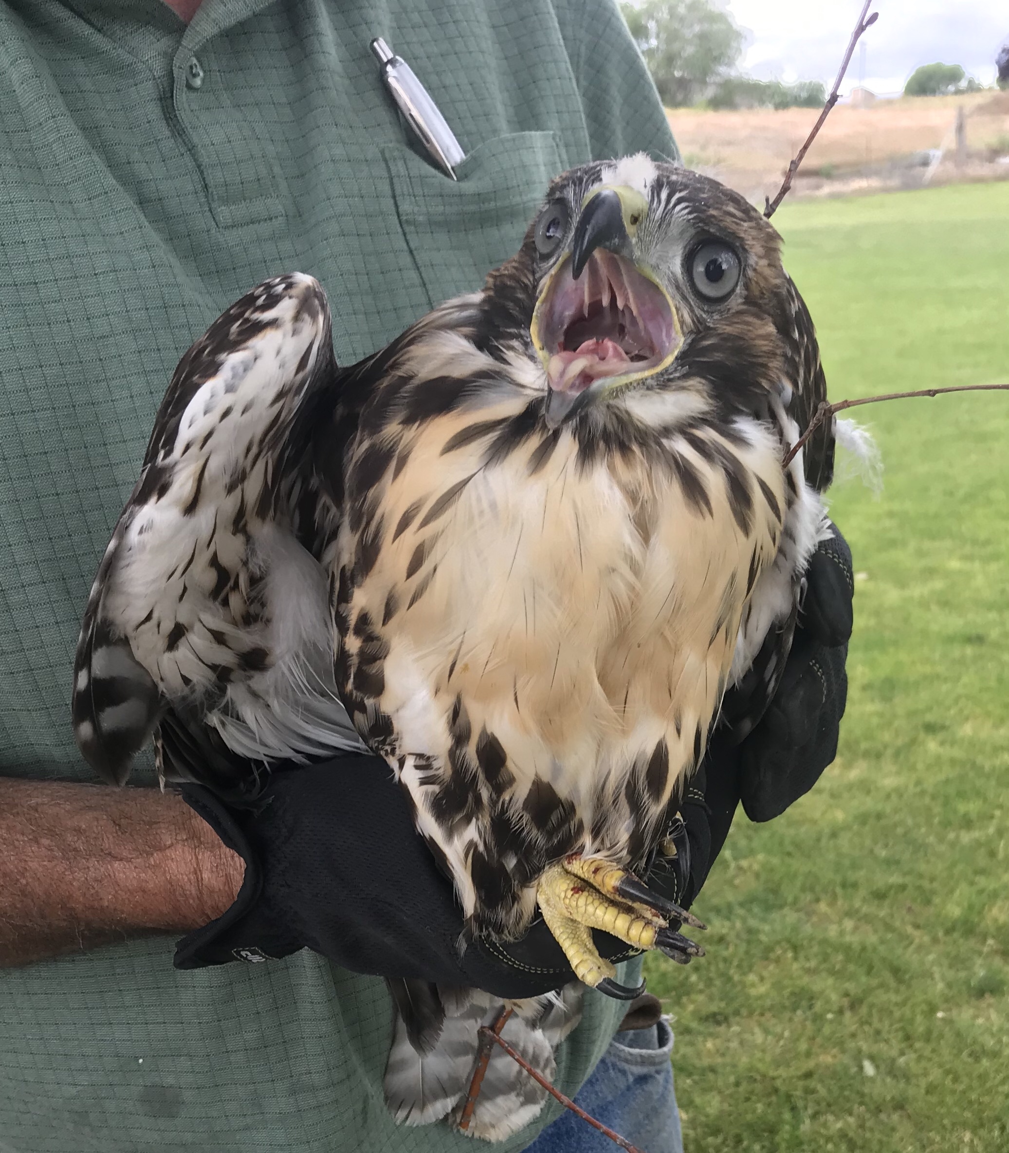 Haiku Moment: fledgling | Love, Laughter, and Life