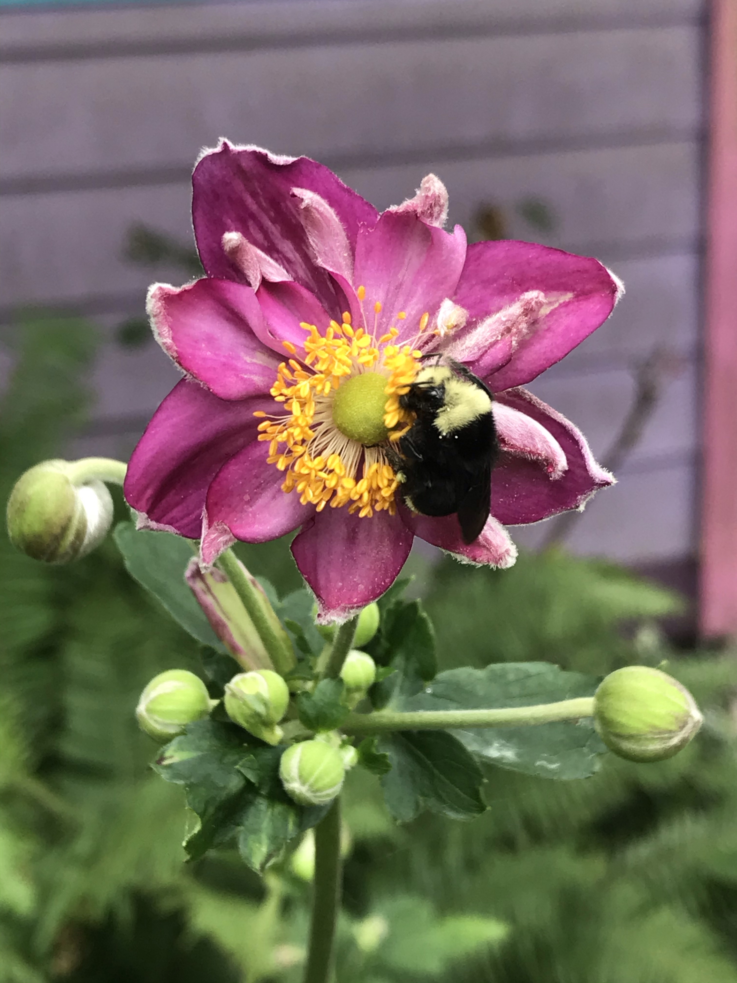 Haiku Moment | Love, Laughter, and Life