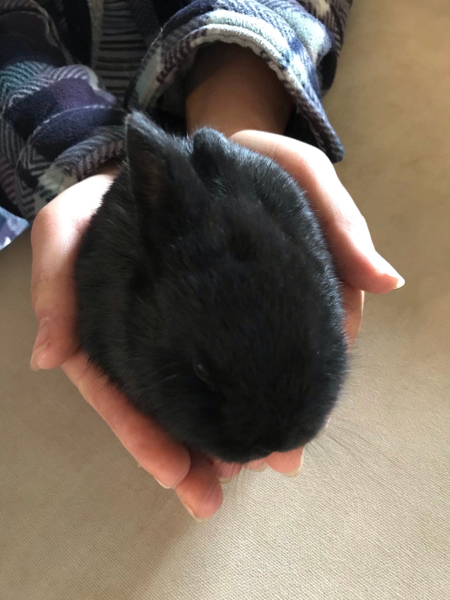 Black Baby Bunny | Love, Laughter, and Life