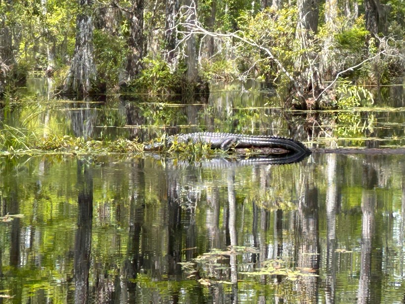 Haiku Moment: alligator bag | Love, Laughter, and Life